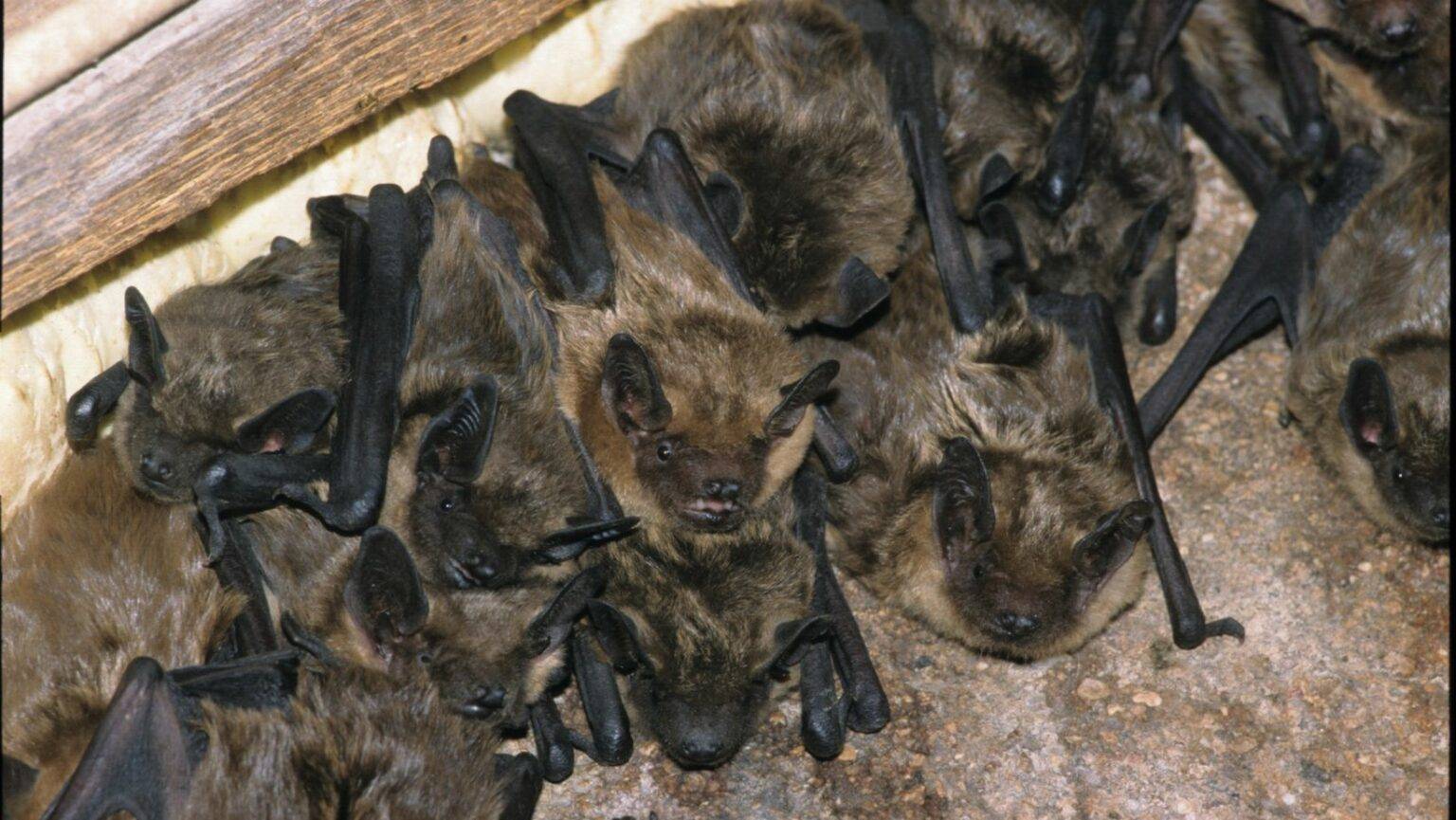 Bat Removal | Safe & Humane Bat Exclusion Services