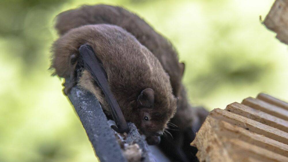 Commercial Bat Removal | Professional & Humane Bat Exclusion Services