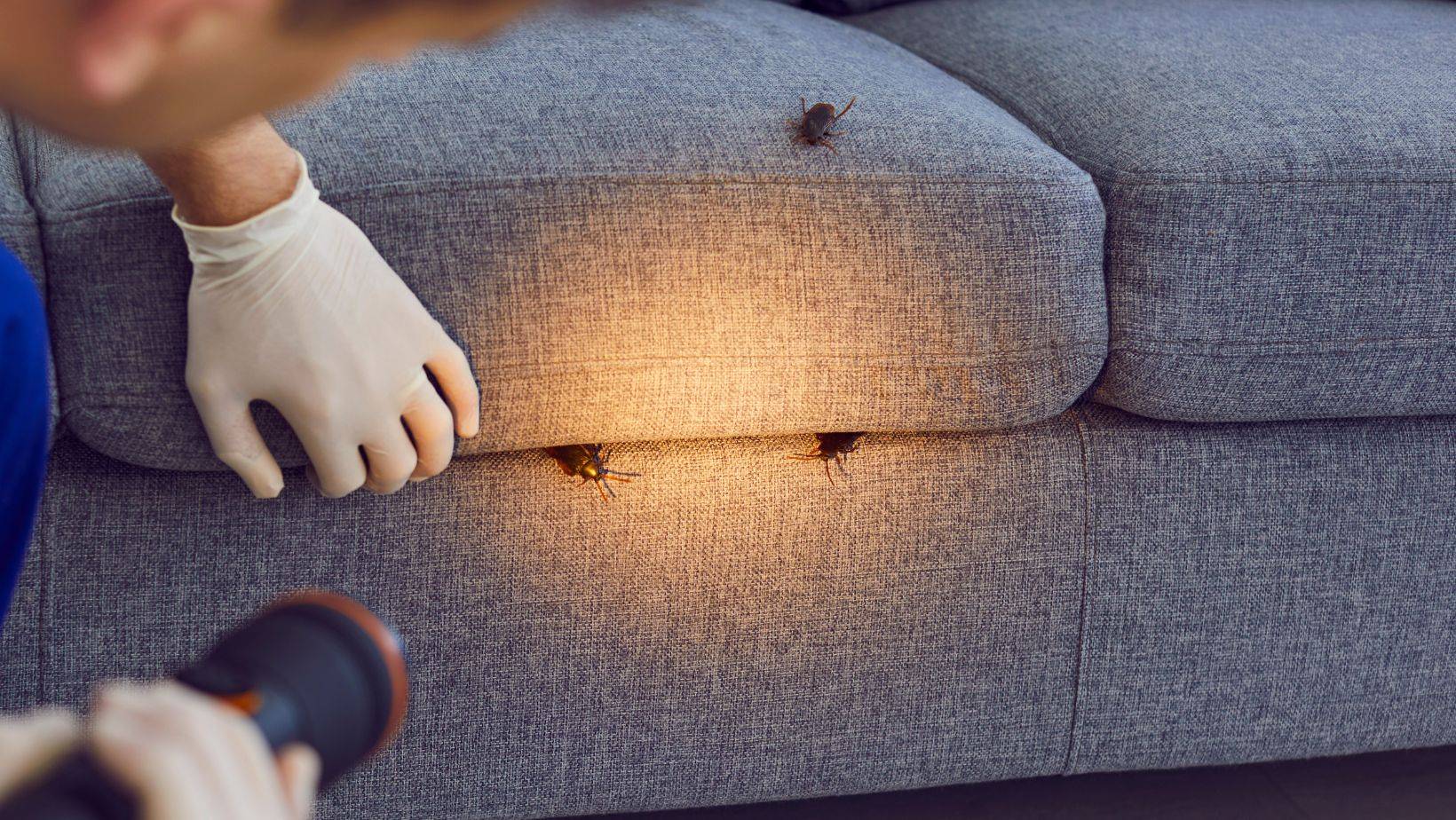 Residential Pest Control