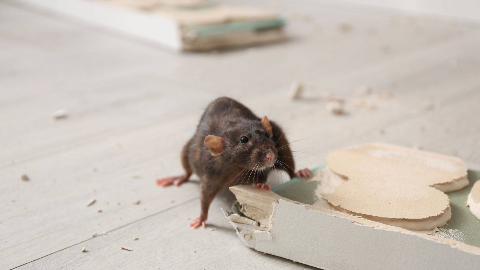 Rodent Control | Effective & Safe Rodent Removal Services